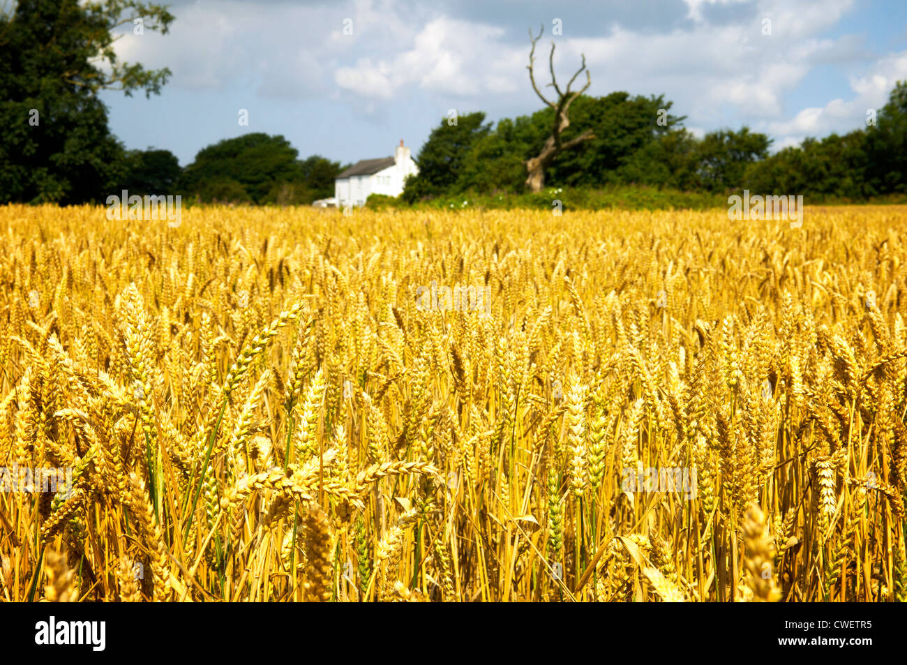 Farm crop field house hi-res stock photography and images - Alamy