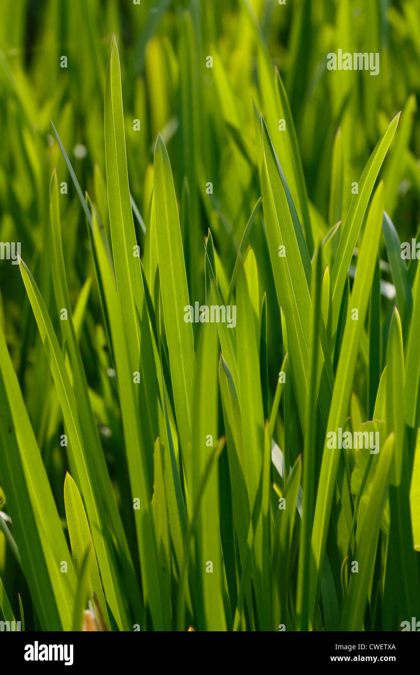 Long grass growing in early spring Stock Photo - Alamy