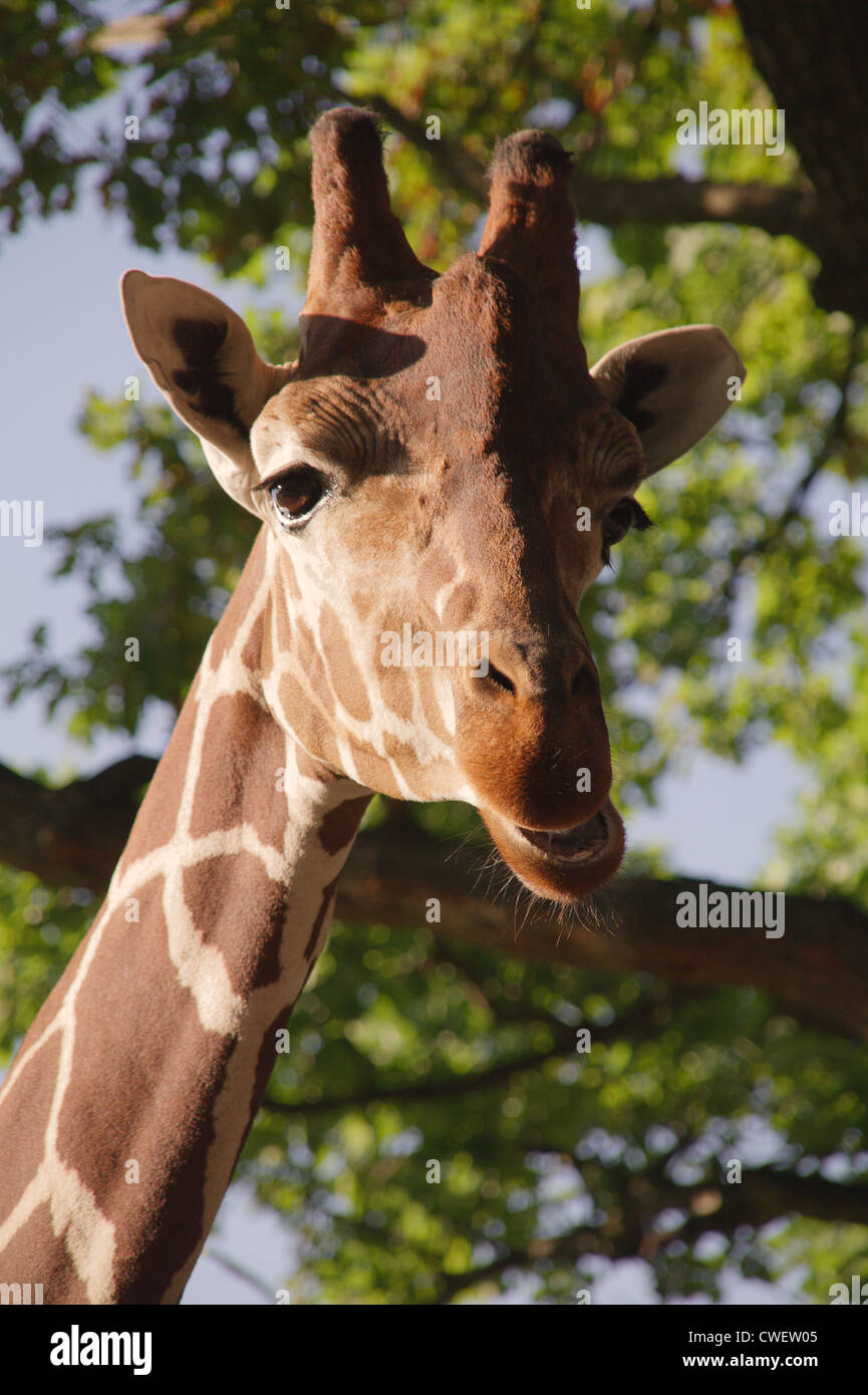 giraffe looks from above having opened a mouth Stock Photo - Alamy