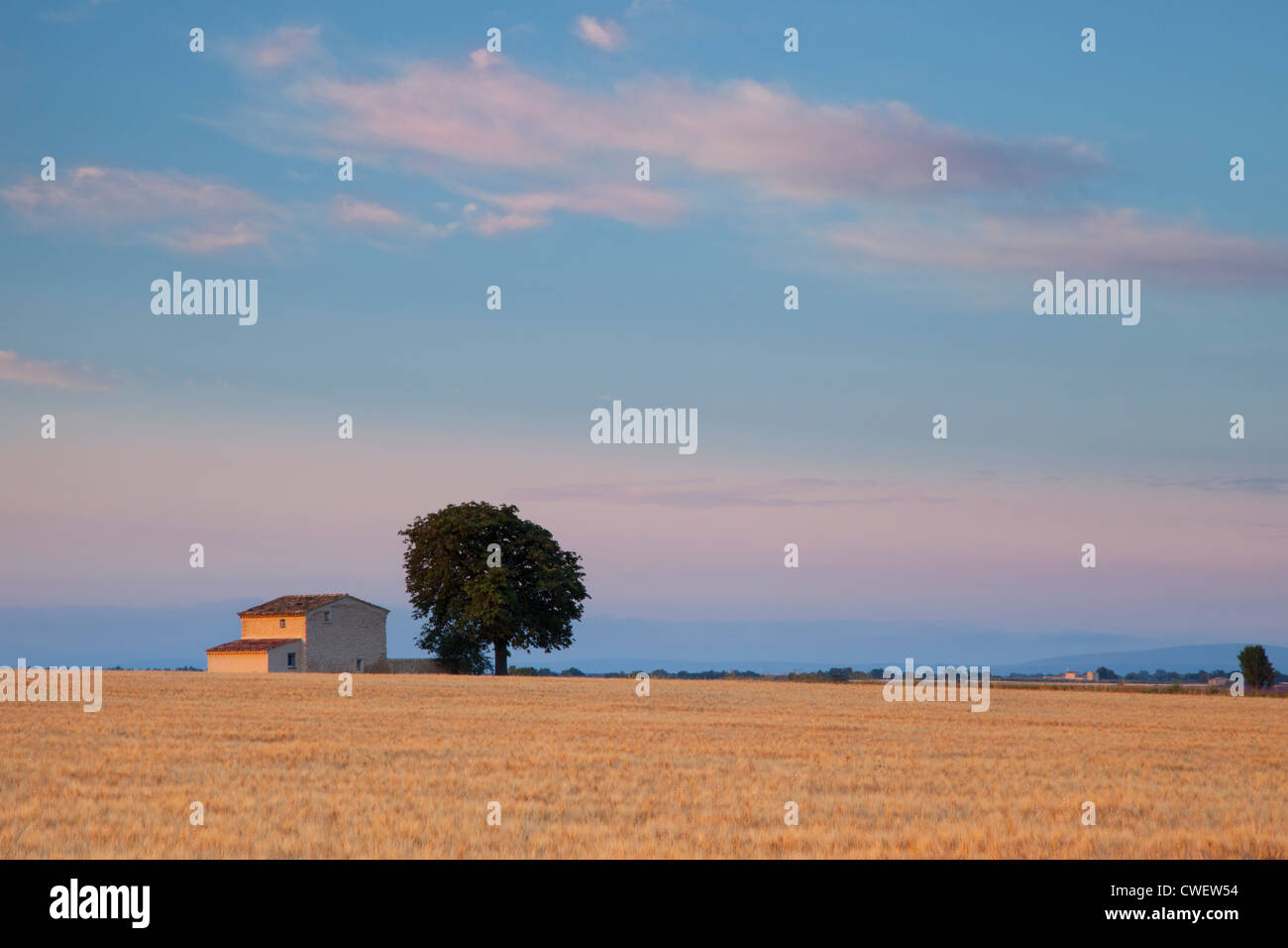 Dawn over farmhouse and wheat field near Valensole, Alpes de Haute ...
