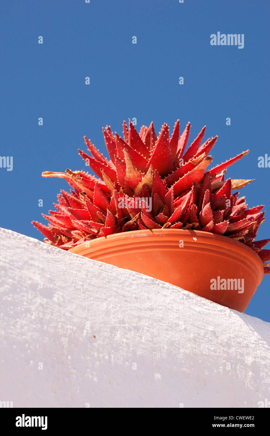 Red succulent, Oia, Santorini, Greece Stock Photo - Alamy