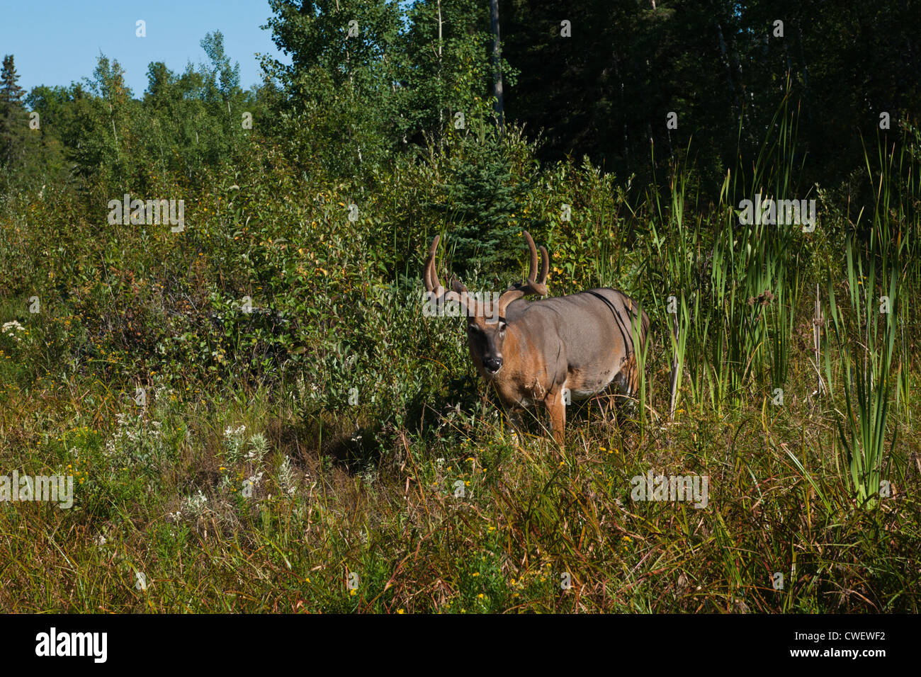 Whiteshell Manitoba Canada Stock Photo - Alamy