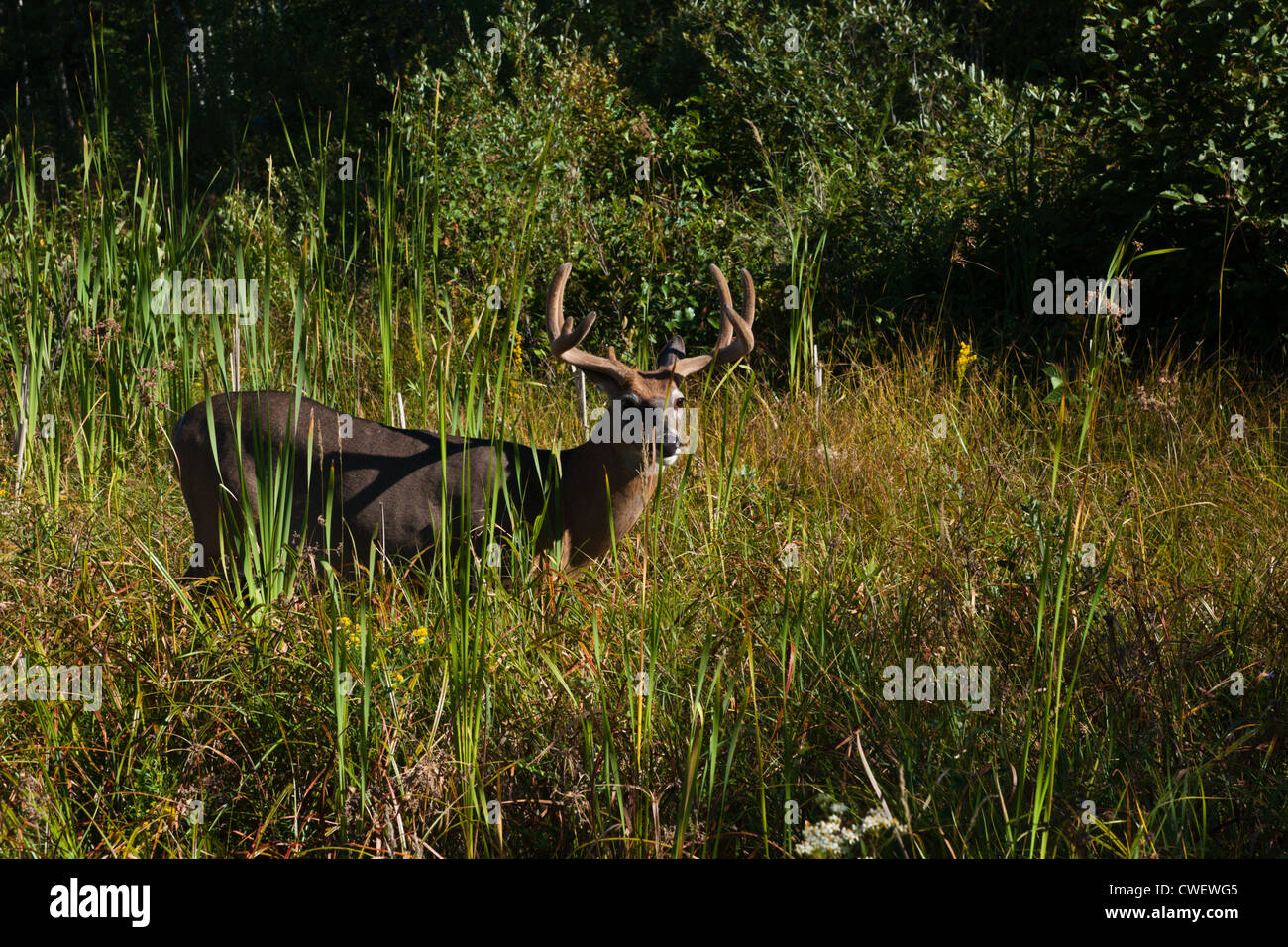 Whiteshell Provincial Park Canoe Canada High Resolution Stock ...