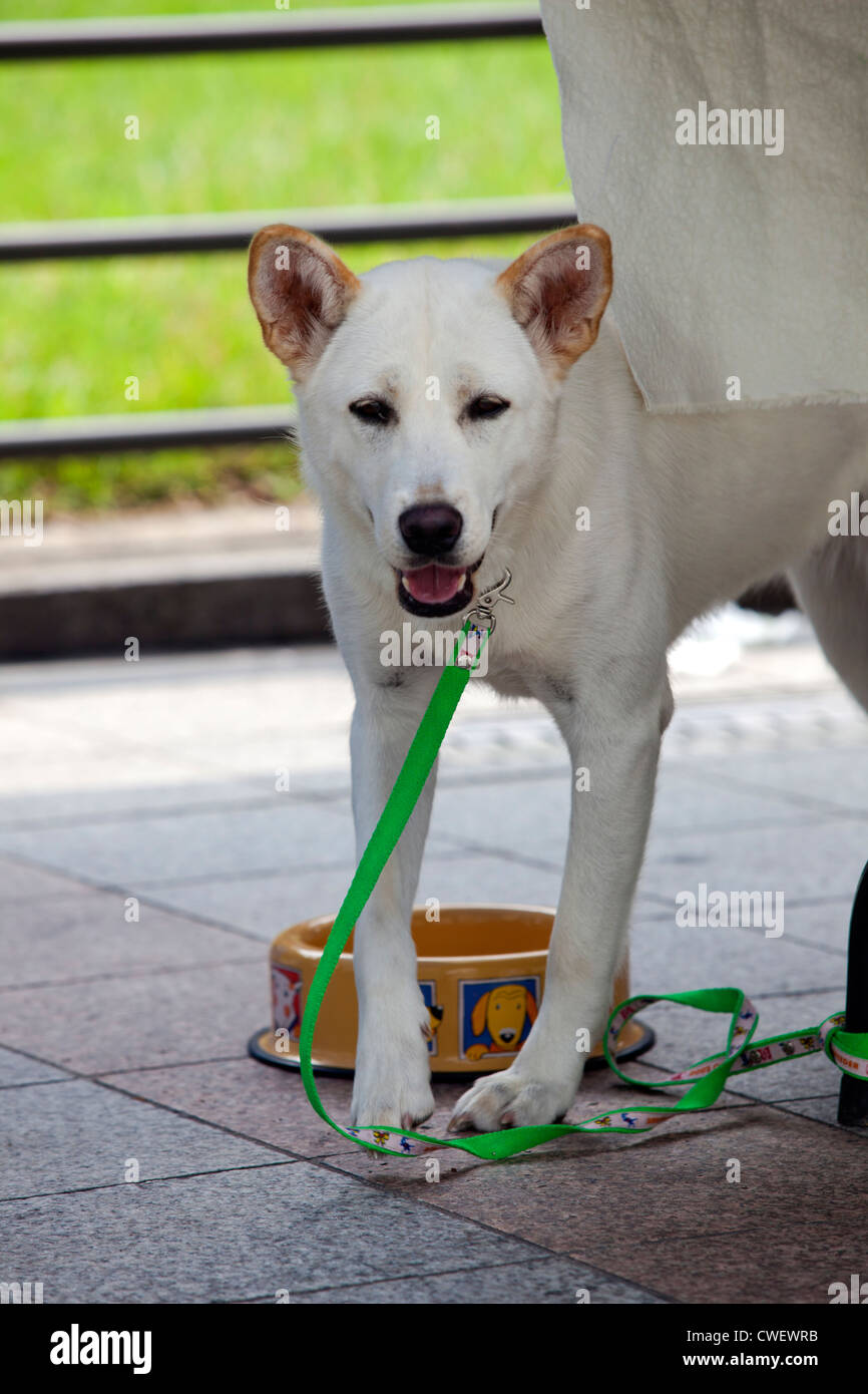 A white dog stands in the shade next to a table Stock Photo - Alamy