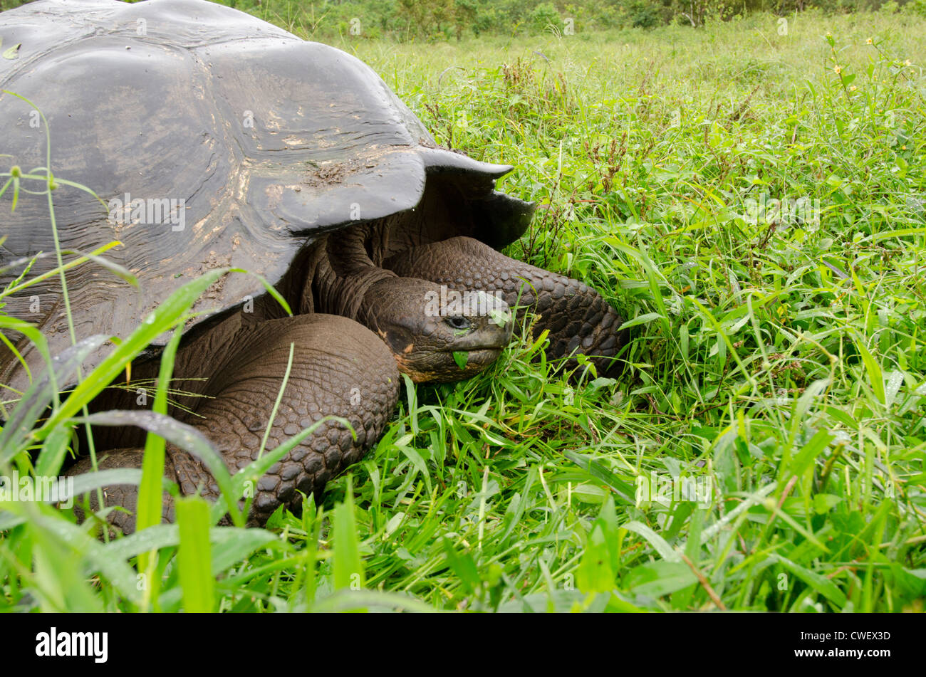 Shell dome hi-res stock photography and images - Alamy