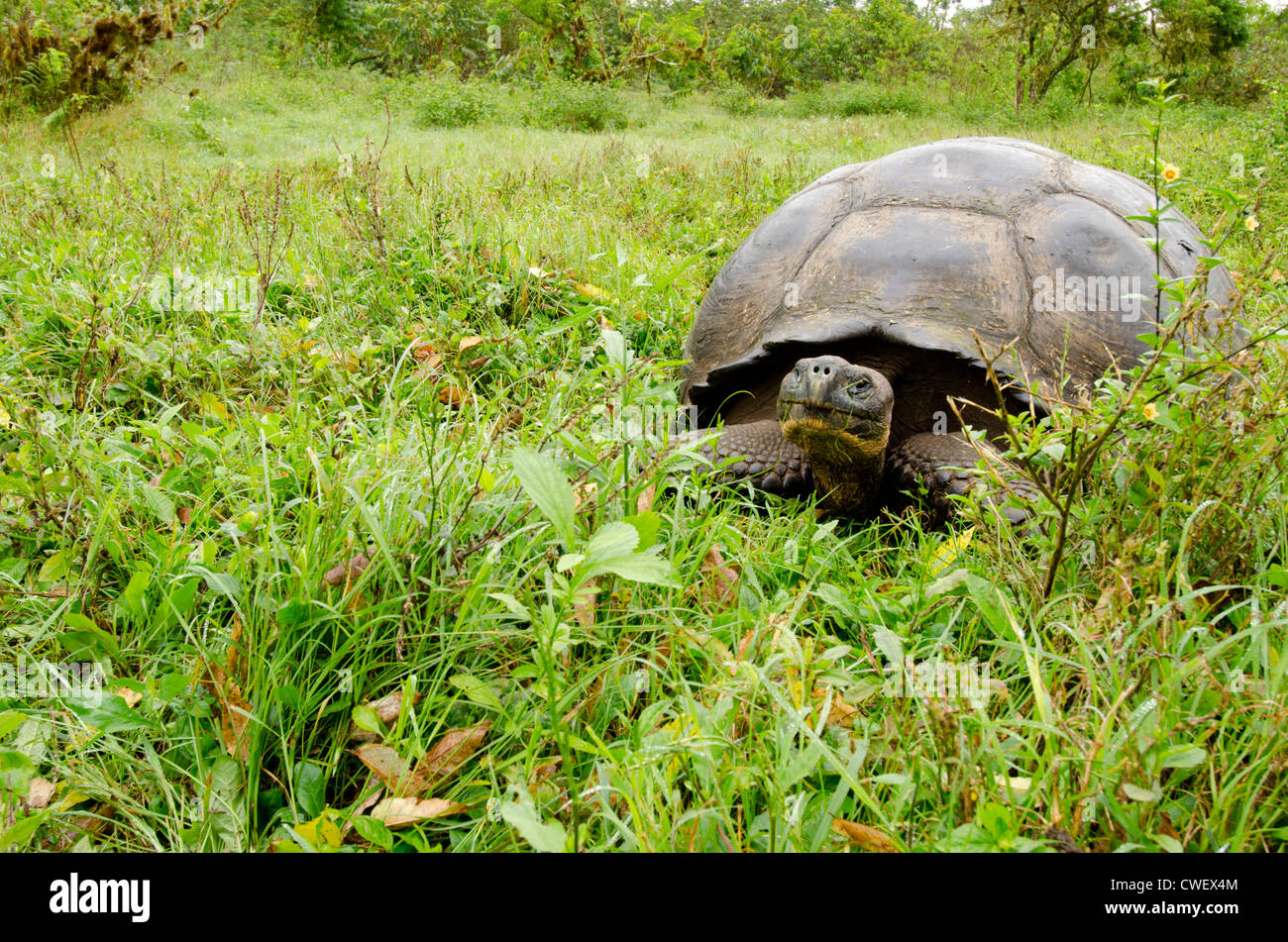 Ecuador, Galapagos. Santa Cruz highlands. Wild Galapagos dome-shaped ...