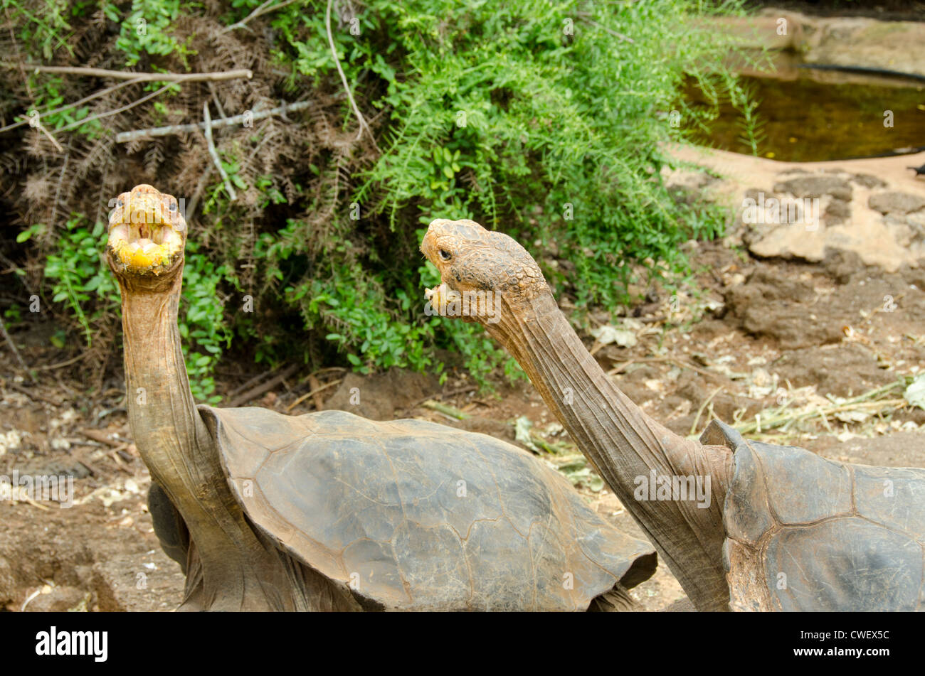 Ecuador, Galapagos, Santa Cruz. Charles Darwin Research Center. Two ...