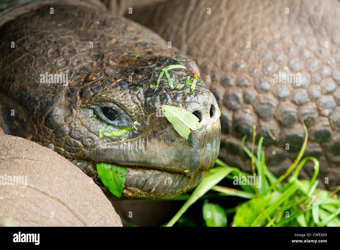 Ecuador, Galapagos. Santa Cruz highlands, wild Galapagos dome-shaped ...