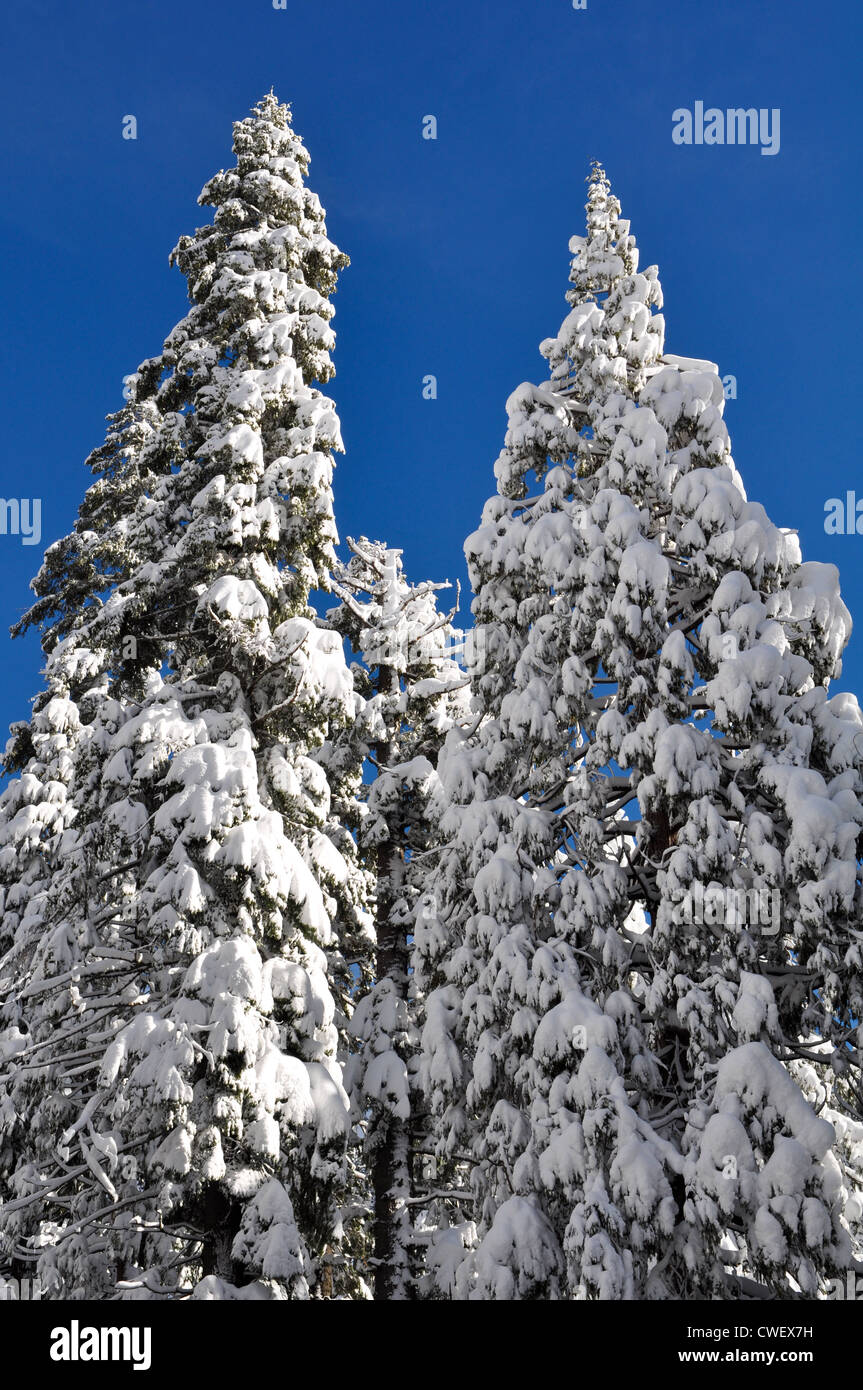 Snow Covered Pine Trees Stock Photo - Alamy