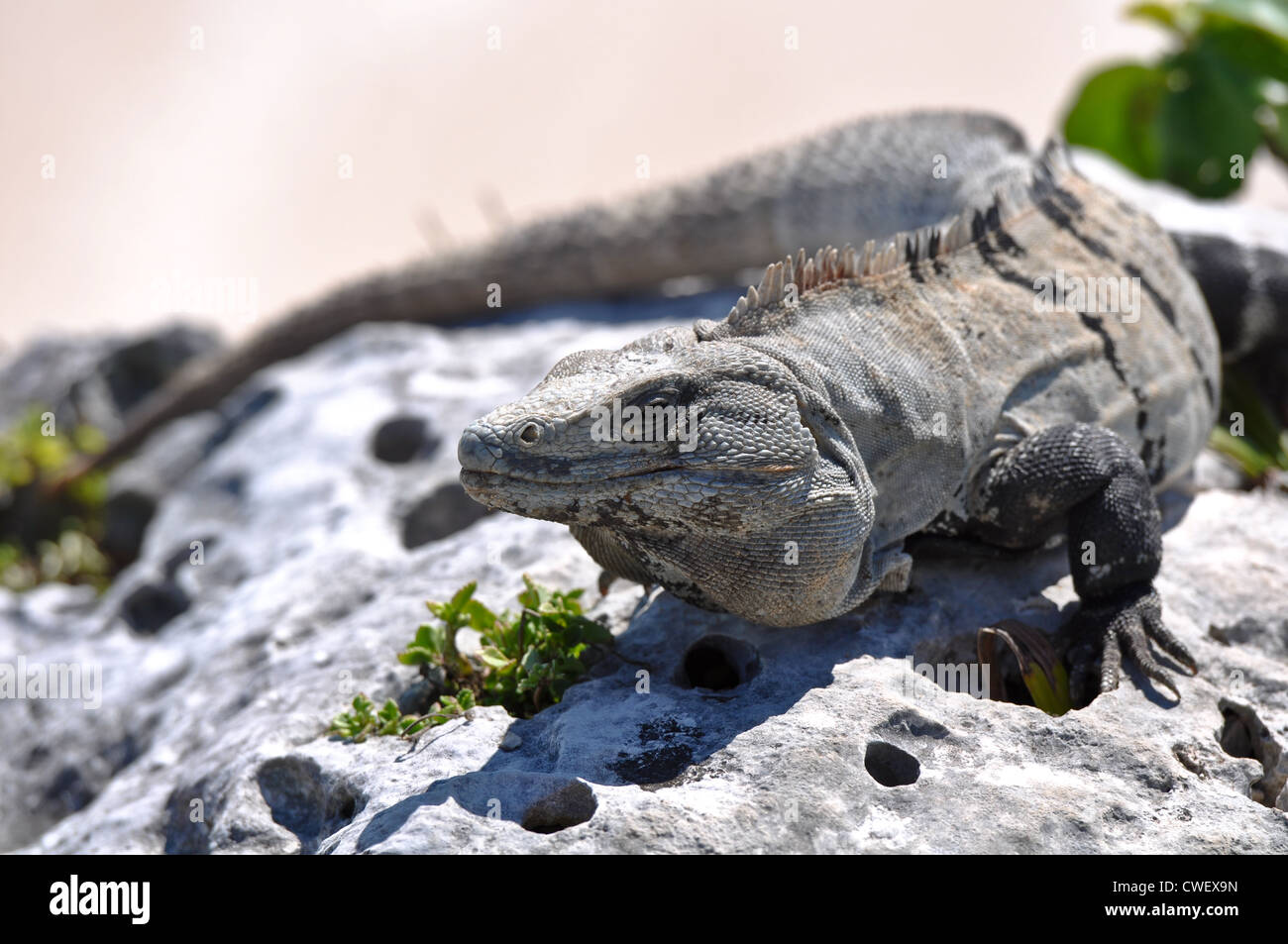 Iguana Close Up Stock Photo - Alamy