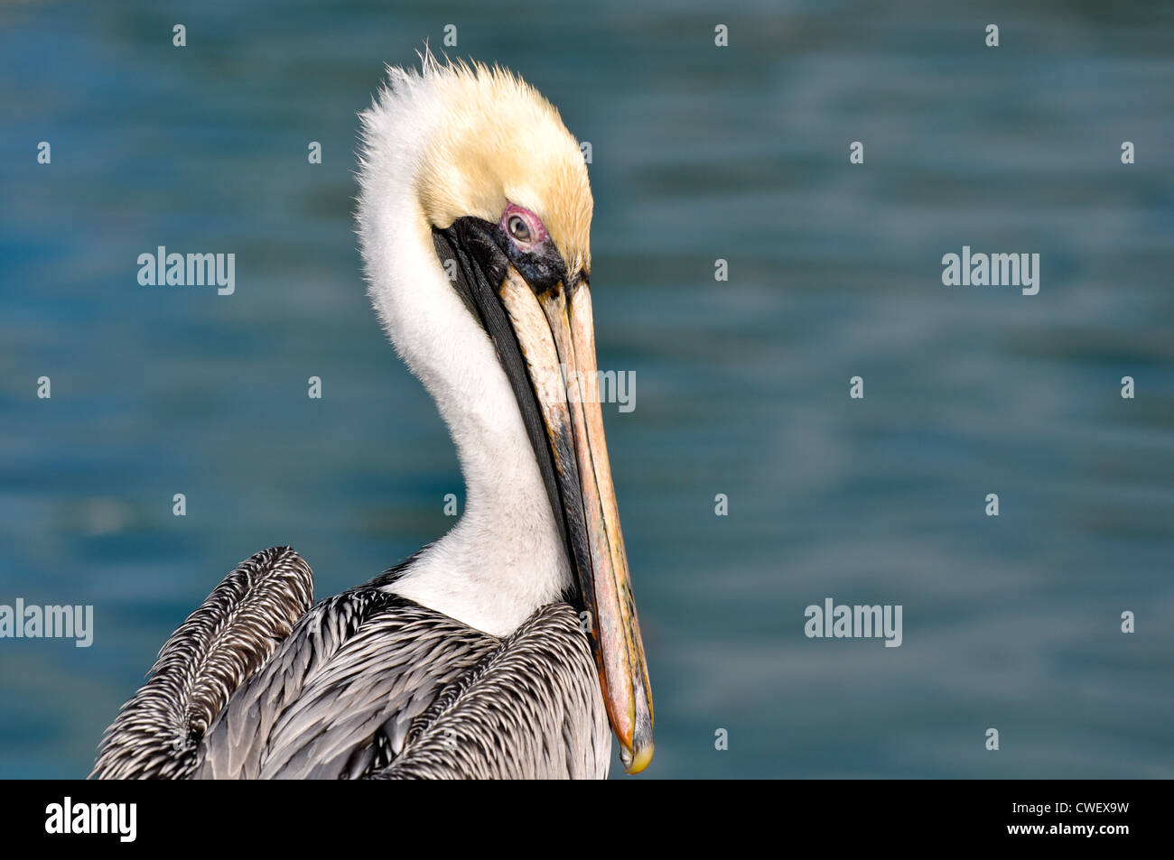 Pelican Portrait Close Up with Ocean in Background Stock Photo - Alamy