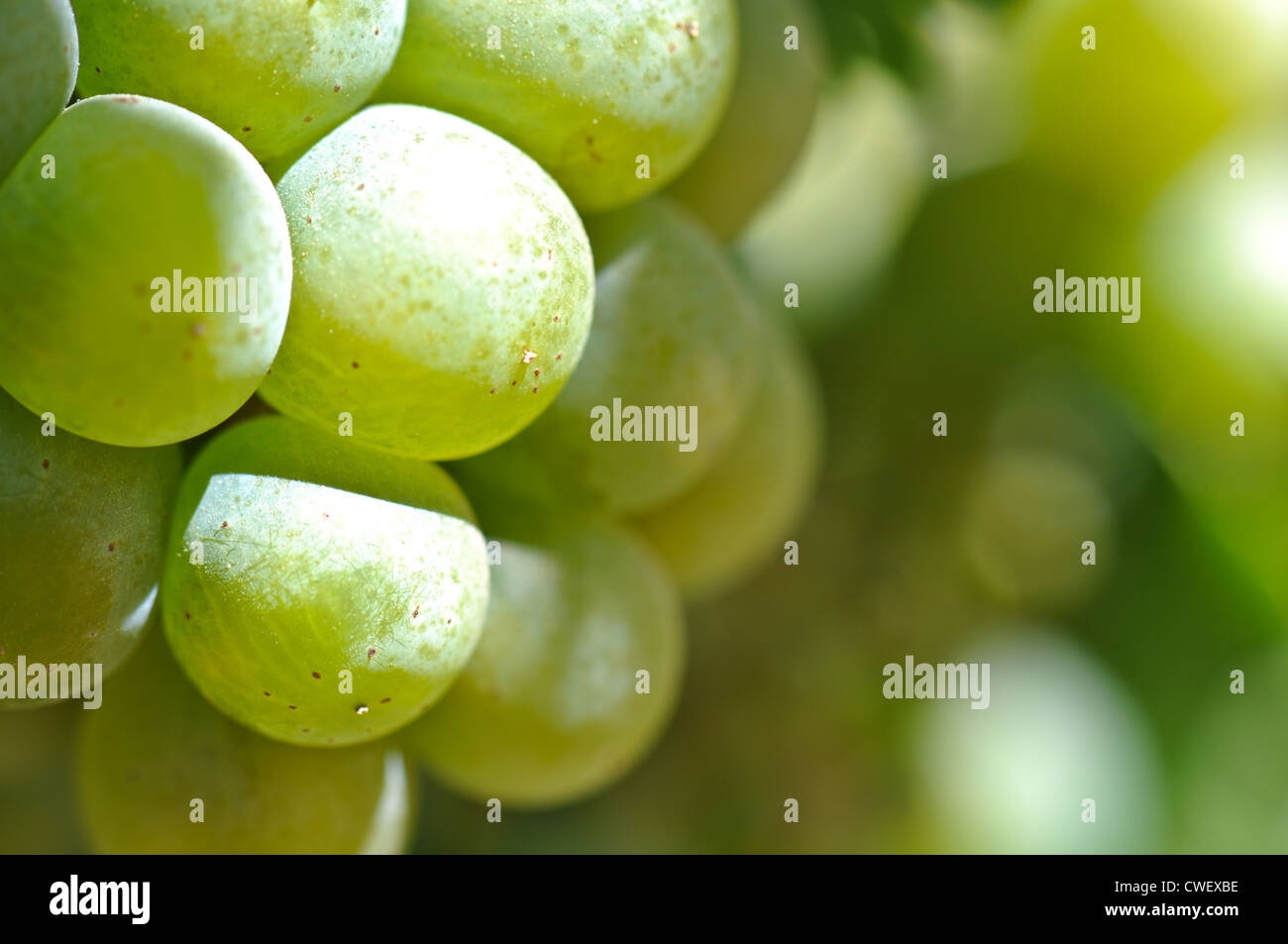 Green Grapes Close Up Stock Photo - Alamy