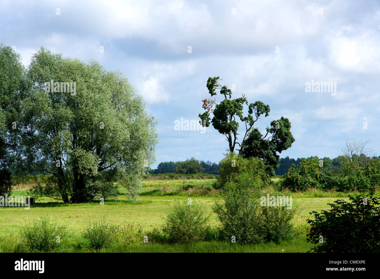 Rural landscape with trees and the sky Stock Photo - Alamy