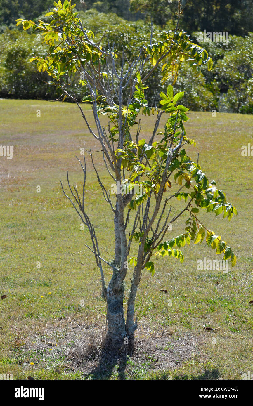 Tree sapling at park Stock Photo - Alamy