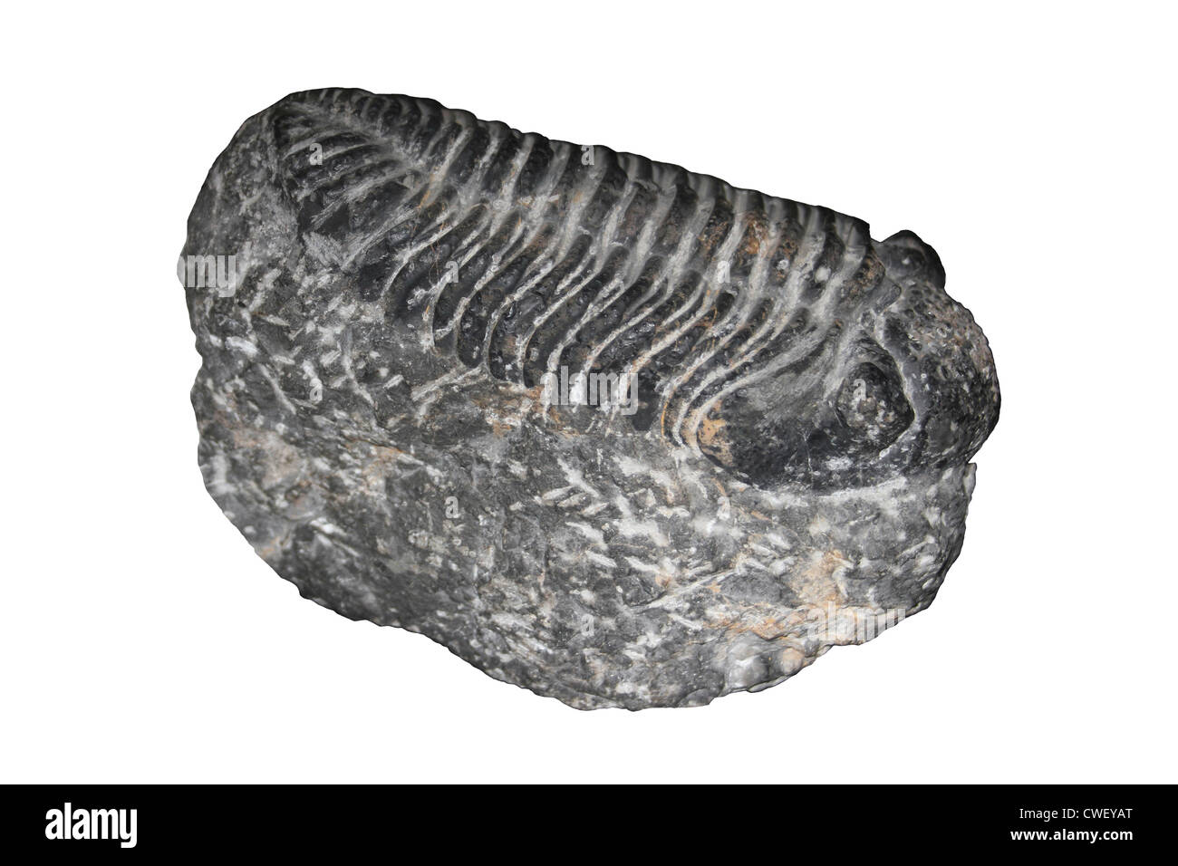 Trilobite Phacops africanus, Devonian, Morocco Stock Photo - Alamy
