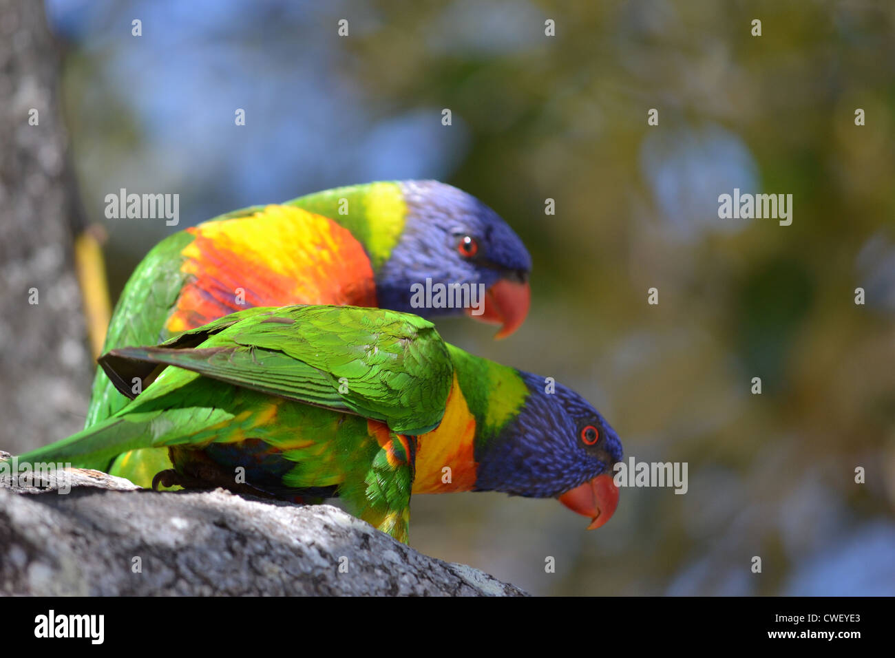 Rainbow lorikeet trichoglossus haematodus nesting hi-res stock ...