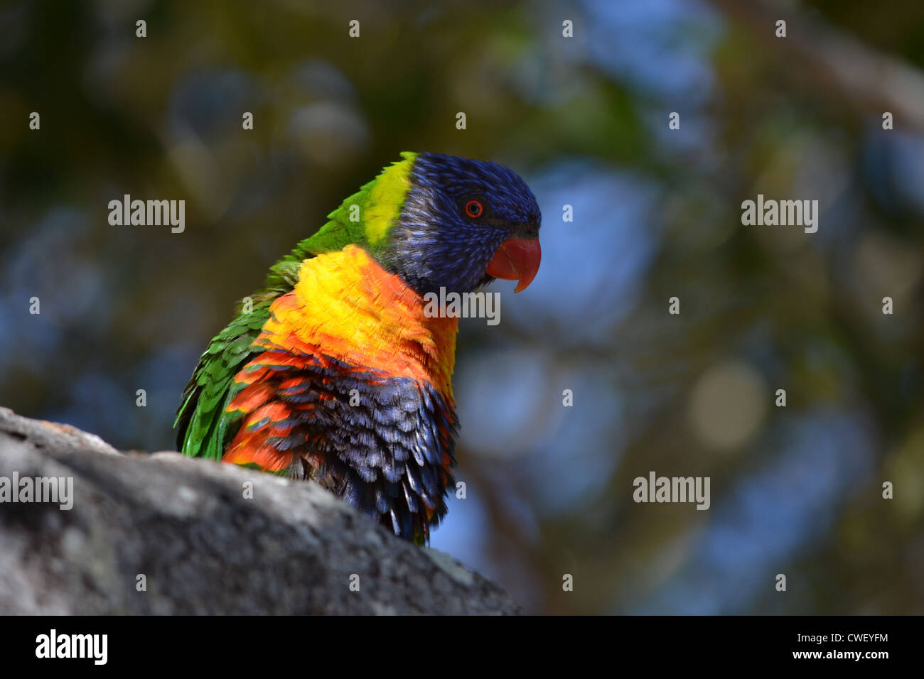 Rainbow lorikeet trichoglossus haematodus nesting hi-res stock ...