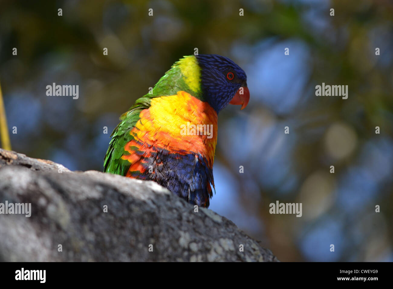 Rainbow lorikeet trichoglossus haematodus nesting hi-res stock ...
