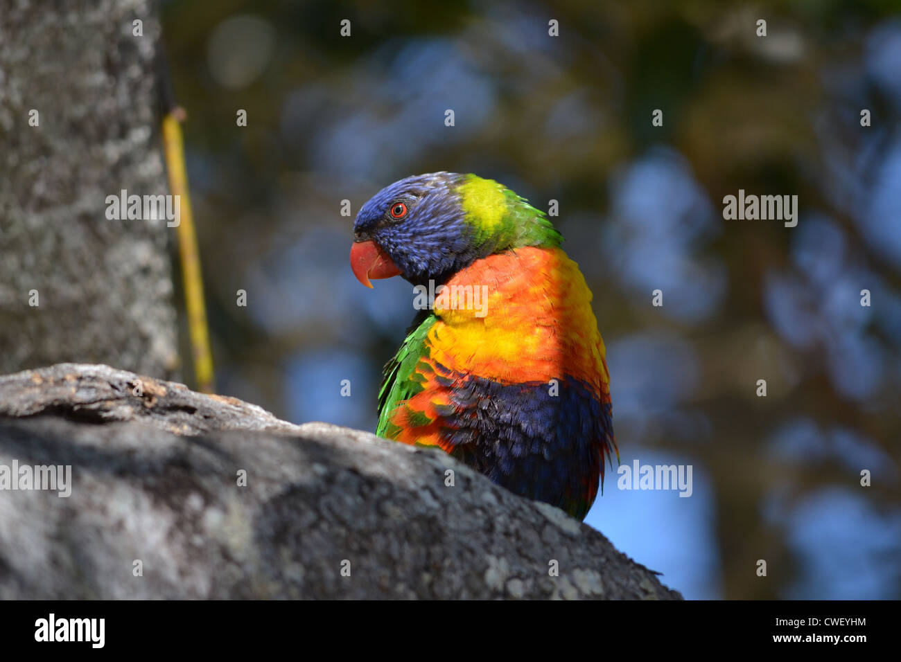 Rainbow lorikeet trichoglossus haematodus nesting hi-res stock ...
