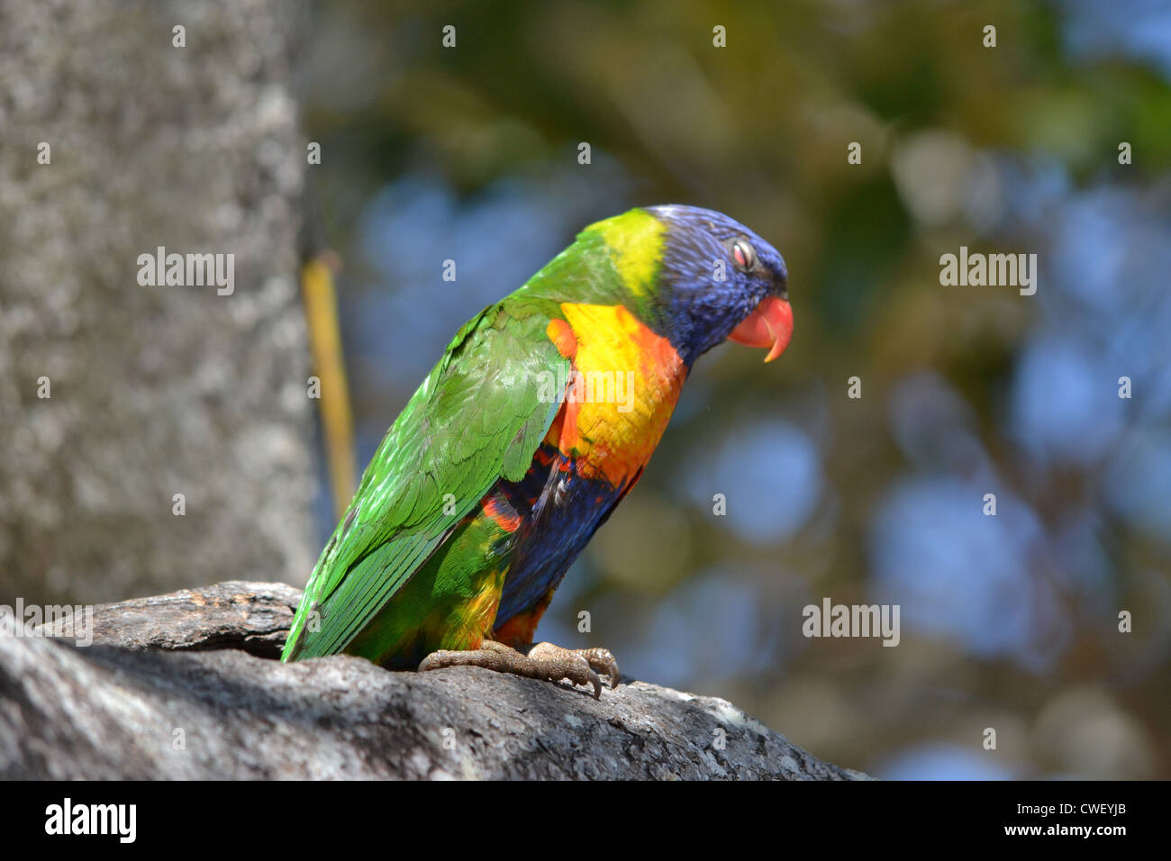 Parrot at nest hollow hi-res stock photography and images - Alamy
