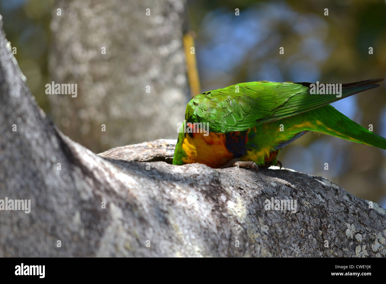 Rainbow lorikeet trichoglossus haematodus nesting hi-res stock ...