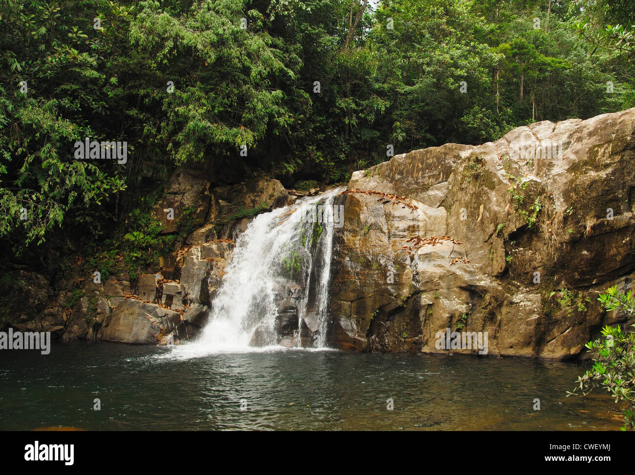 A waterfall in the rainforest of the Sinharaja National Park, Sri Lanka ...