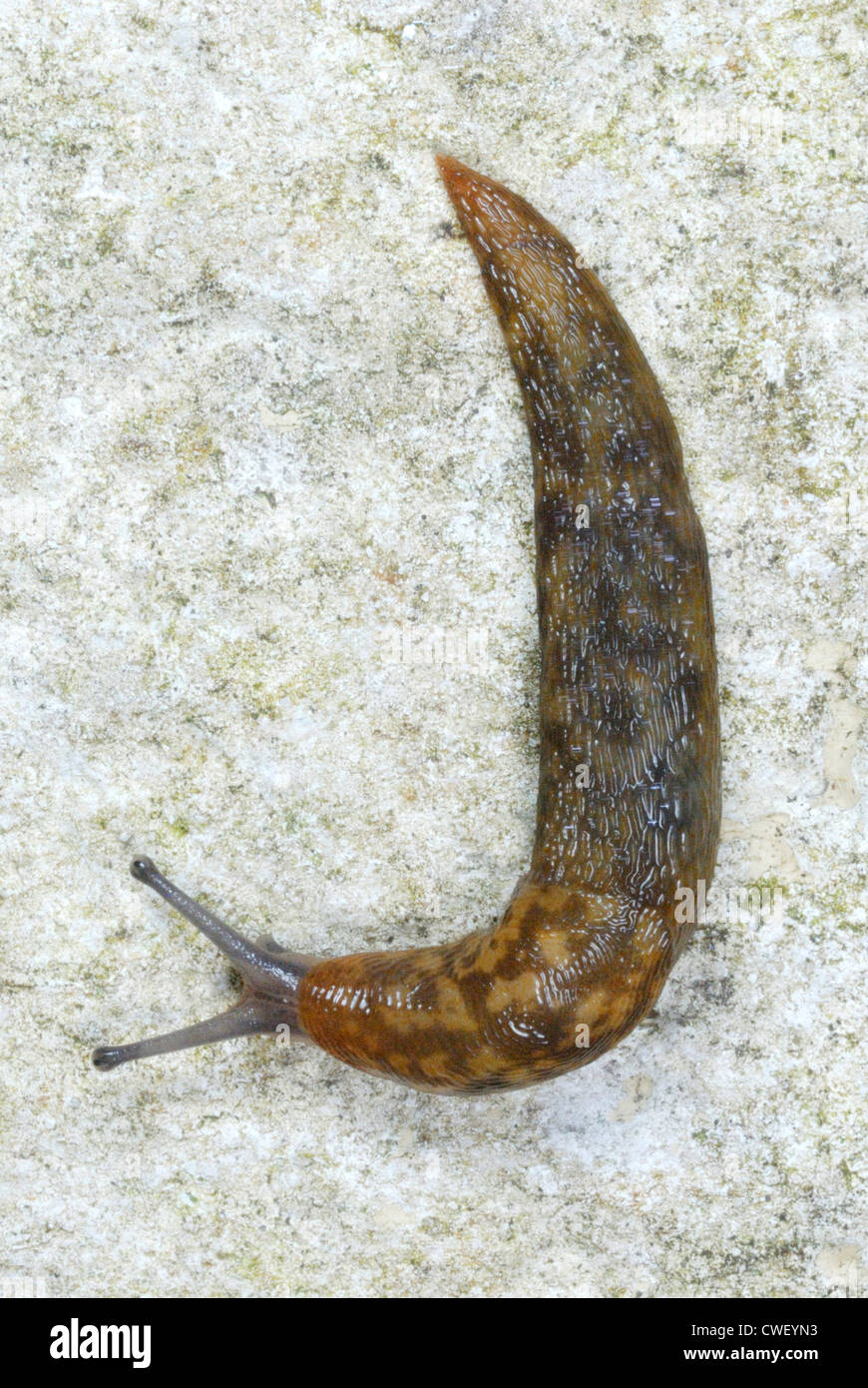 Common Yellow Slug (Limacus flavus) in a suburban garden Stock Photo ...