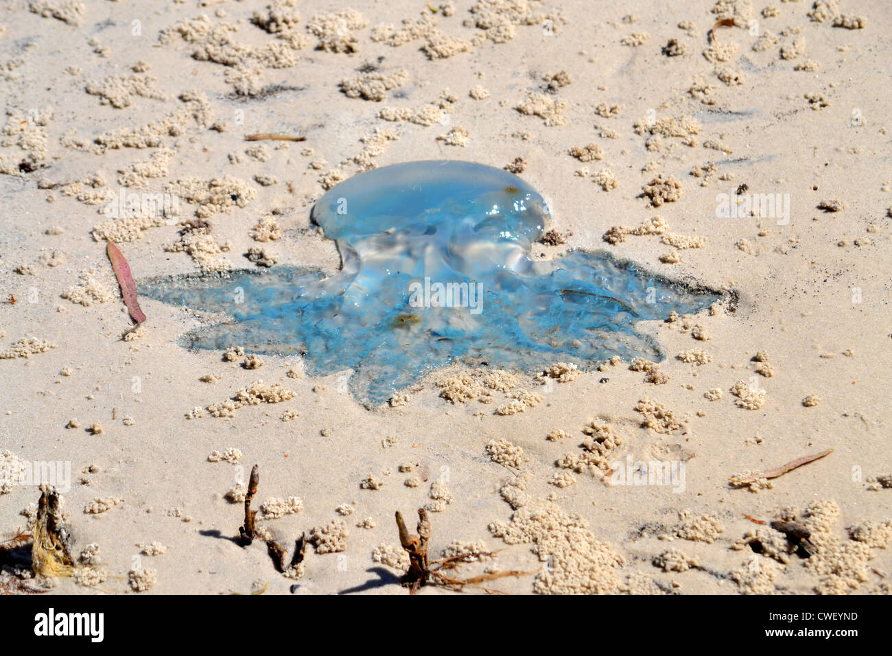 Jelly fish australia hi-res stock photography and images - Alamy