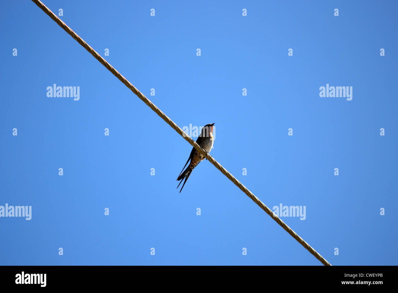 Powerline bird hi-res stock photography and images - Alamy