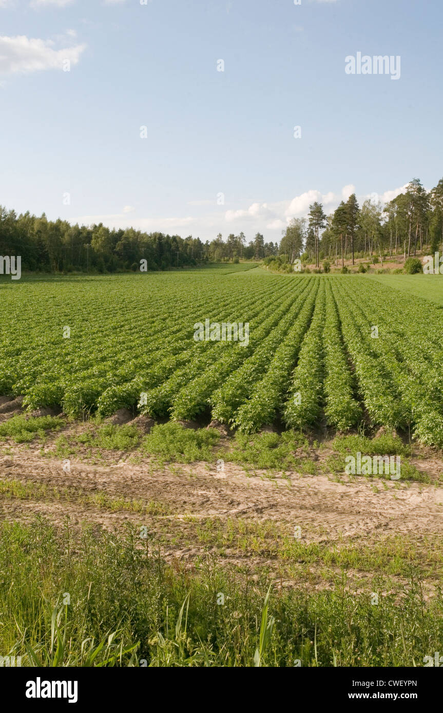 potato crop crops field fields potatoes growing agriculture farm ...