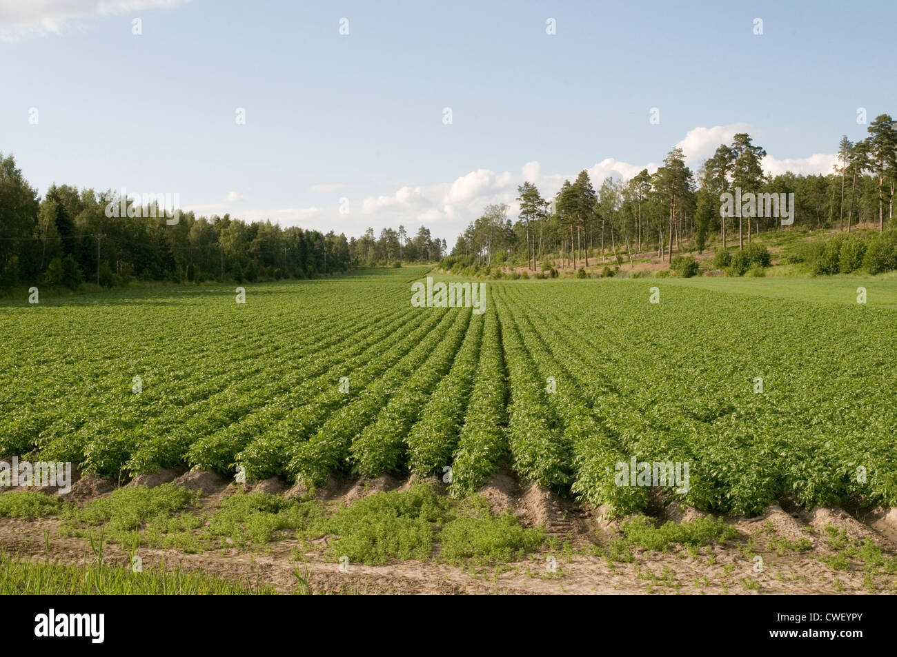 potato crop crops field fields potatoes growing agriculture farm ...