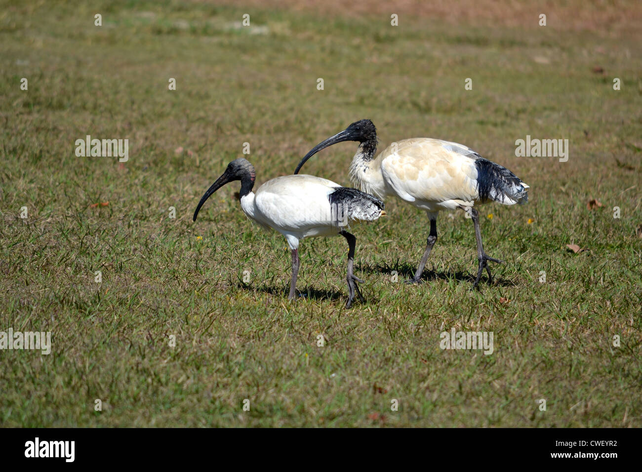 Ibis birds hi-res stock photography and images - Alamy