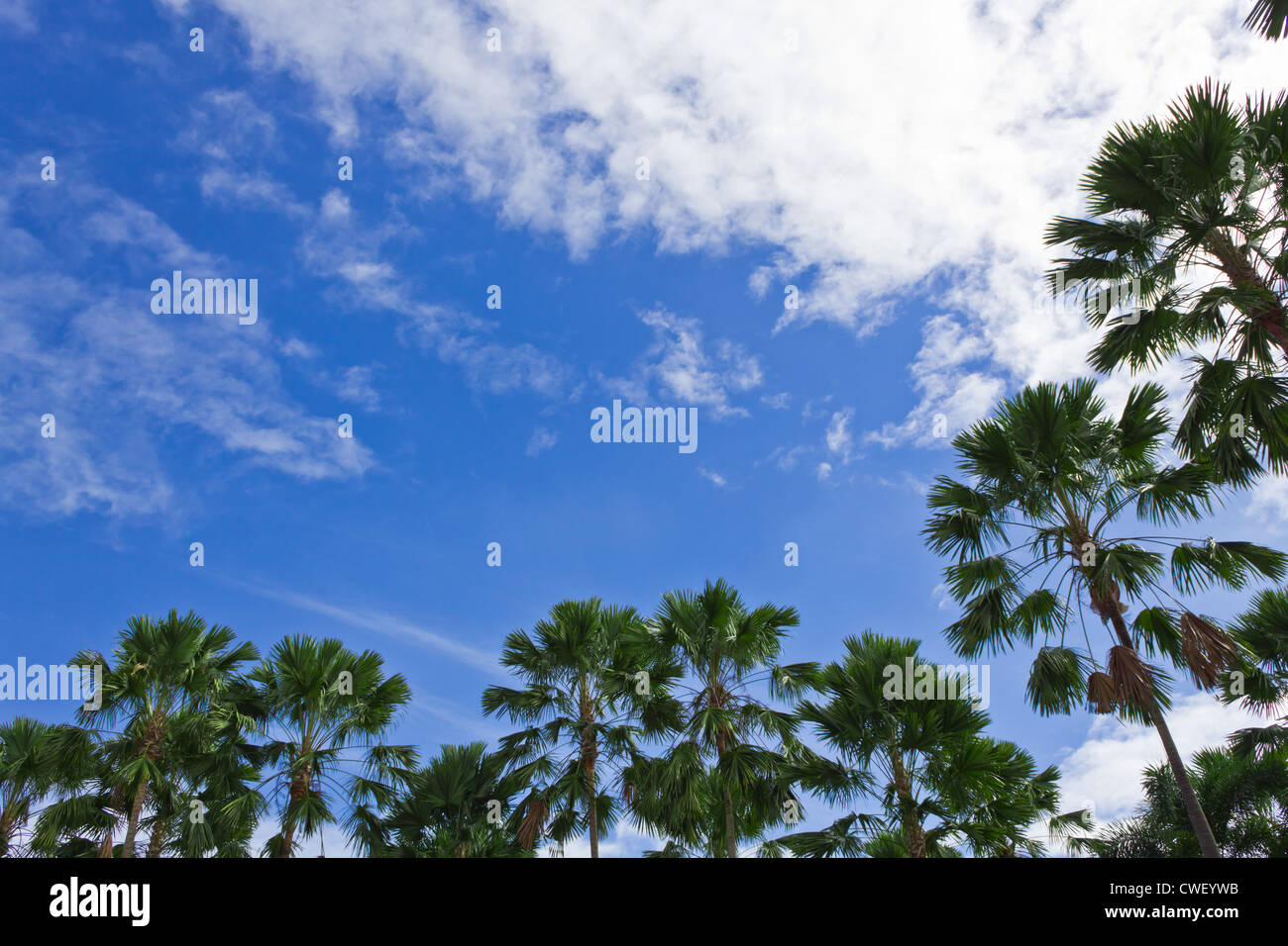 High Trees on the Background of Sky Stock Photo - Alamy