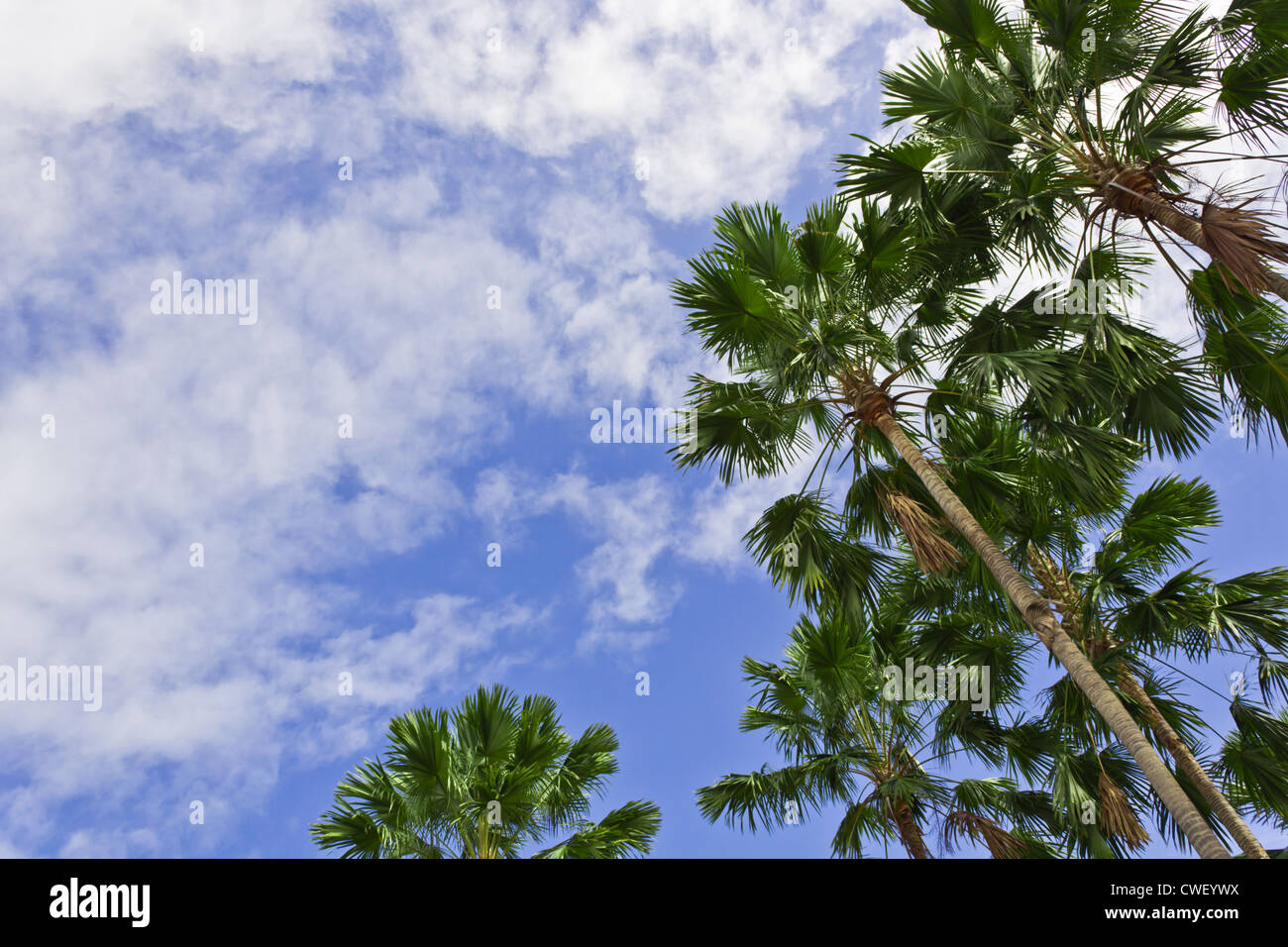 High Trees on the Background of Sky Stock Photo - Alamy