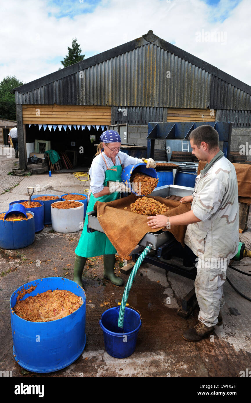 Cider making on an English farm - bucketing mashed apples into the ...