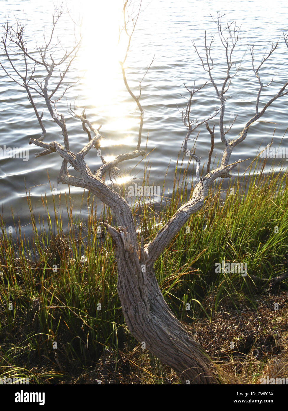 View of tree back lit with sun reflecting on water Stock Photo - Alamy
