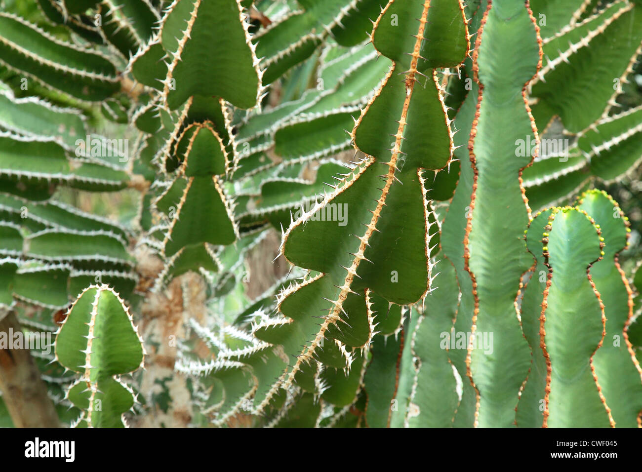 Cactus Plants at Kew London Stock Photo - Alamy