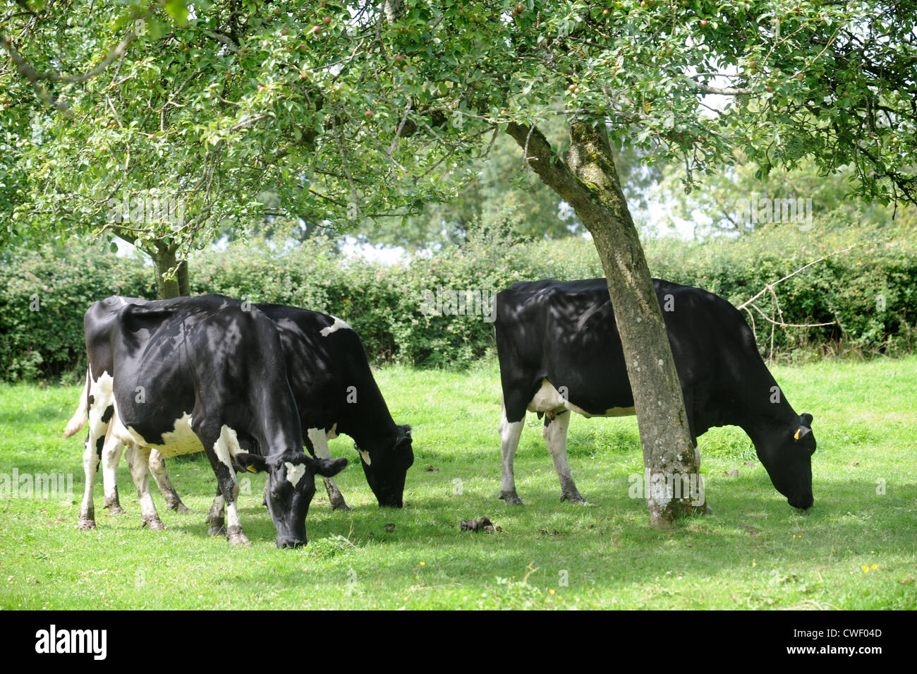 Cows grazing behind trees hi-res stock photography and images - Alamy