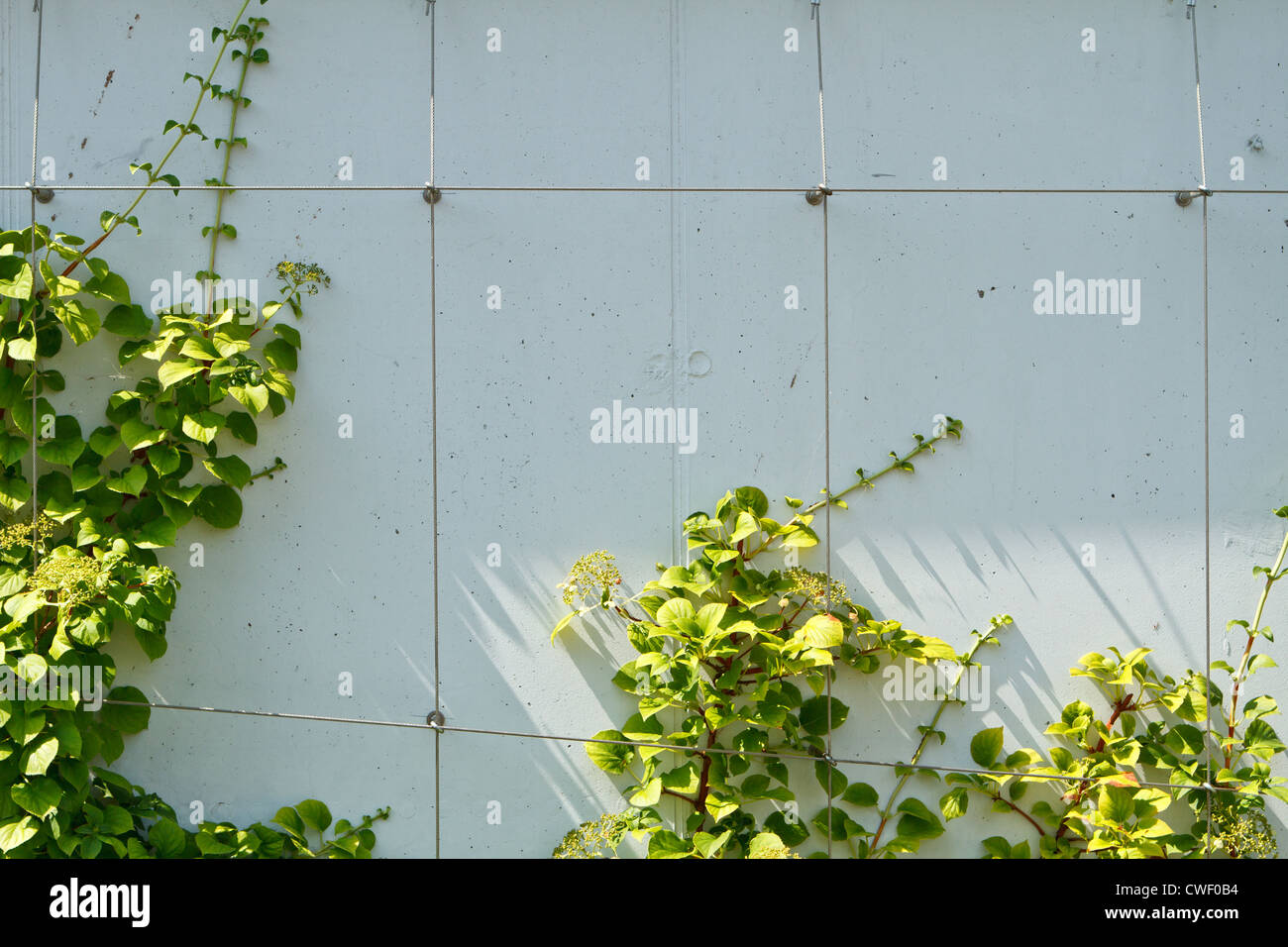 Wire creeper hi-res stock photography and images - Alamy