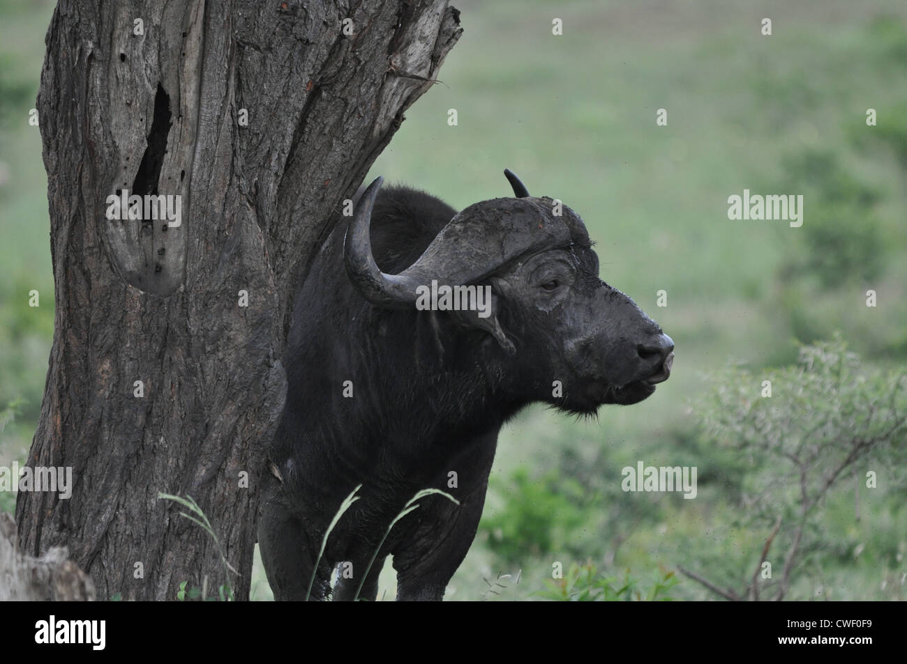 BUFFALO SCRATCHING OFF TICKS Stock Photo - Alamy