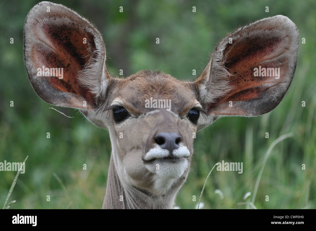 BUCK CHEWING CUD Stock Photo - Alamy