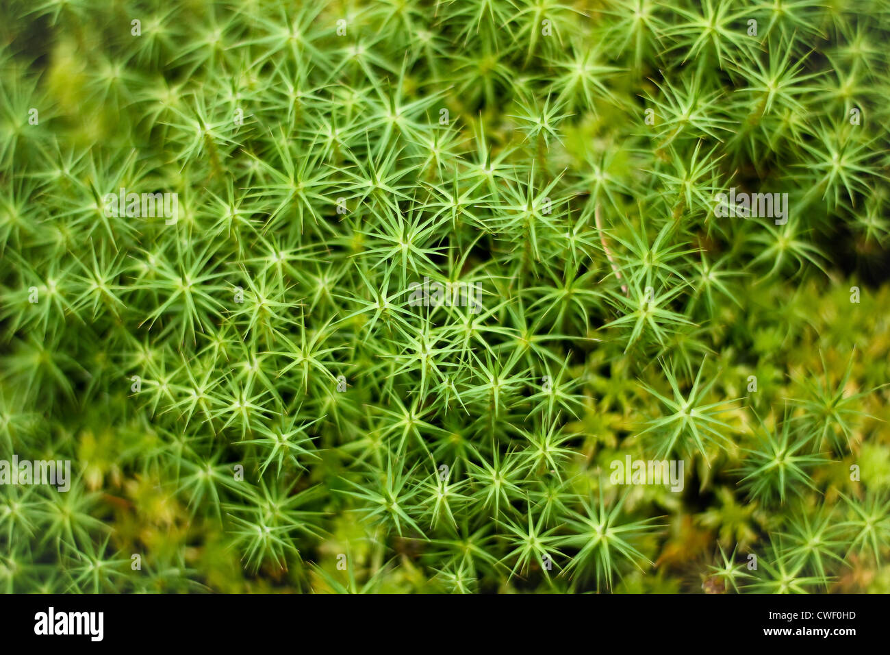 Close up of Moss Stock Photo - Alamy