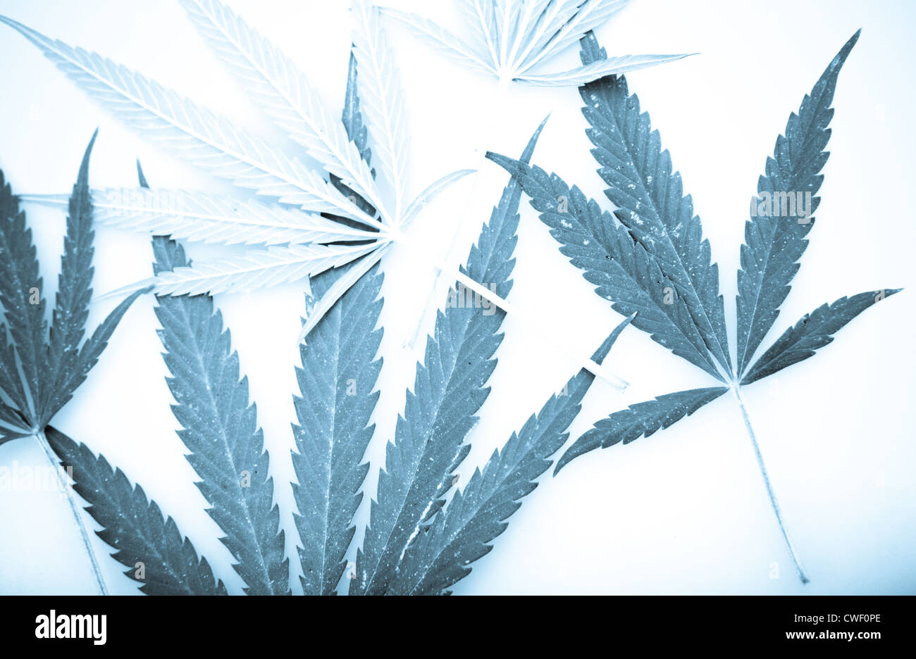 Effects of marijuana hi-res stock photography and images - Alamy