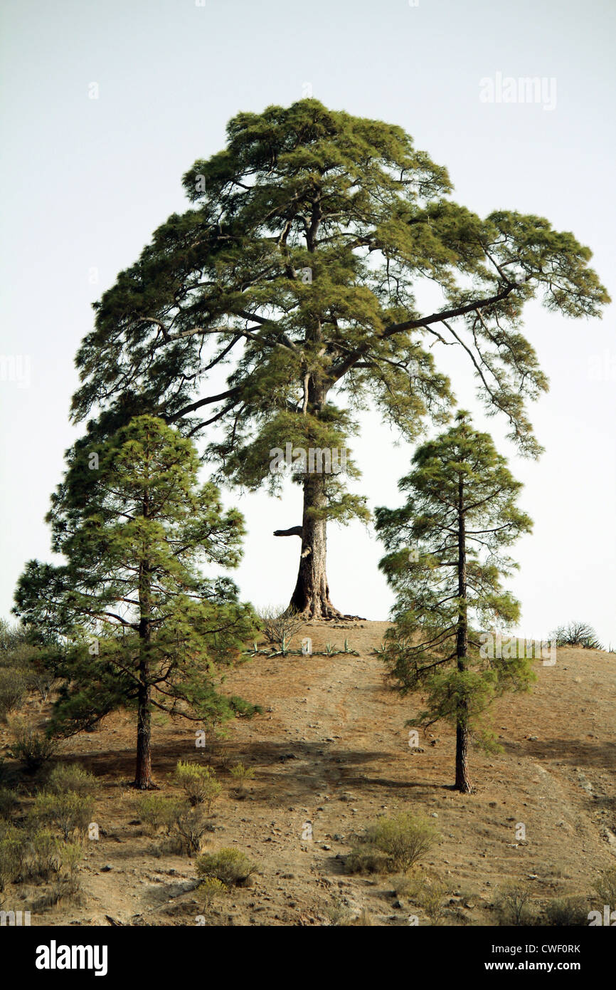 Tree; Woods; Gran canaria; Forest; Landscape Stock Photo - Alamy