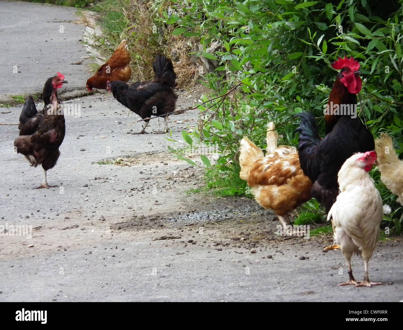 chickens in the road Stock Photo - Alamy