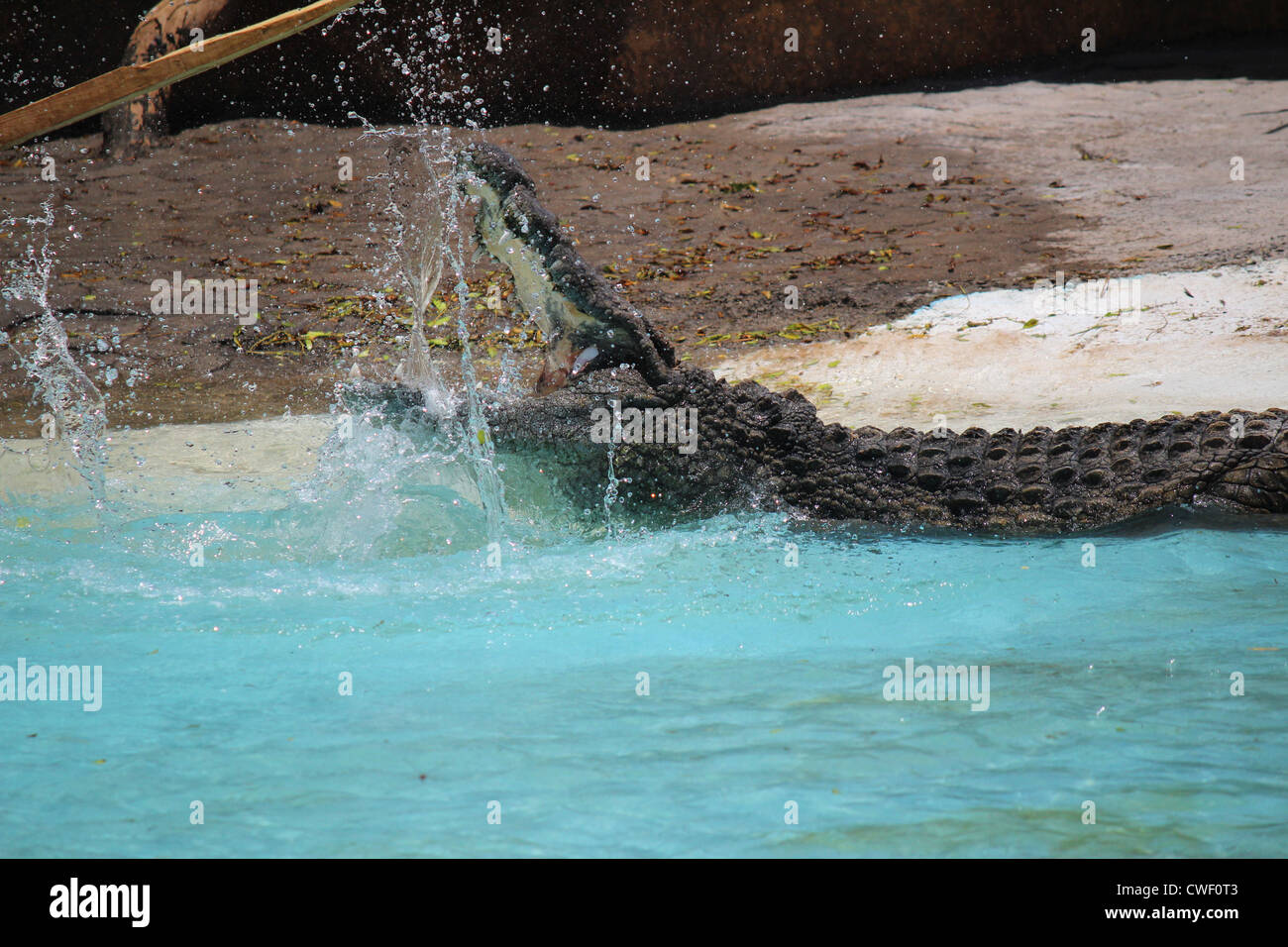 Crocodile; Lizard; Wildlife; Zoo; Rescue Stock Photo - Alamy