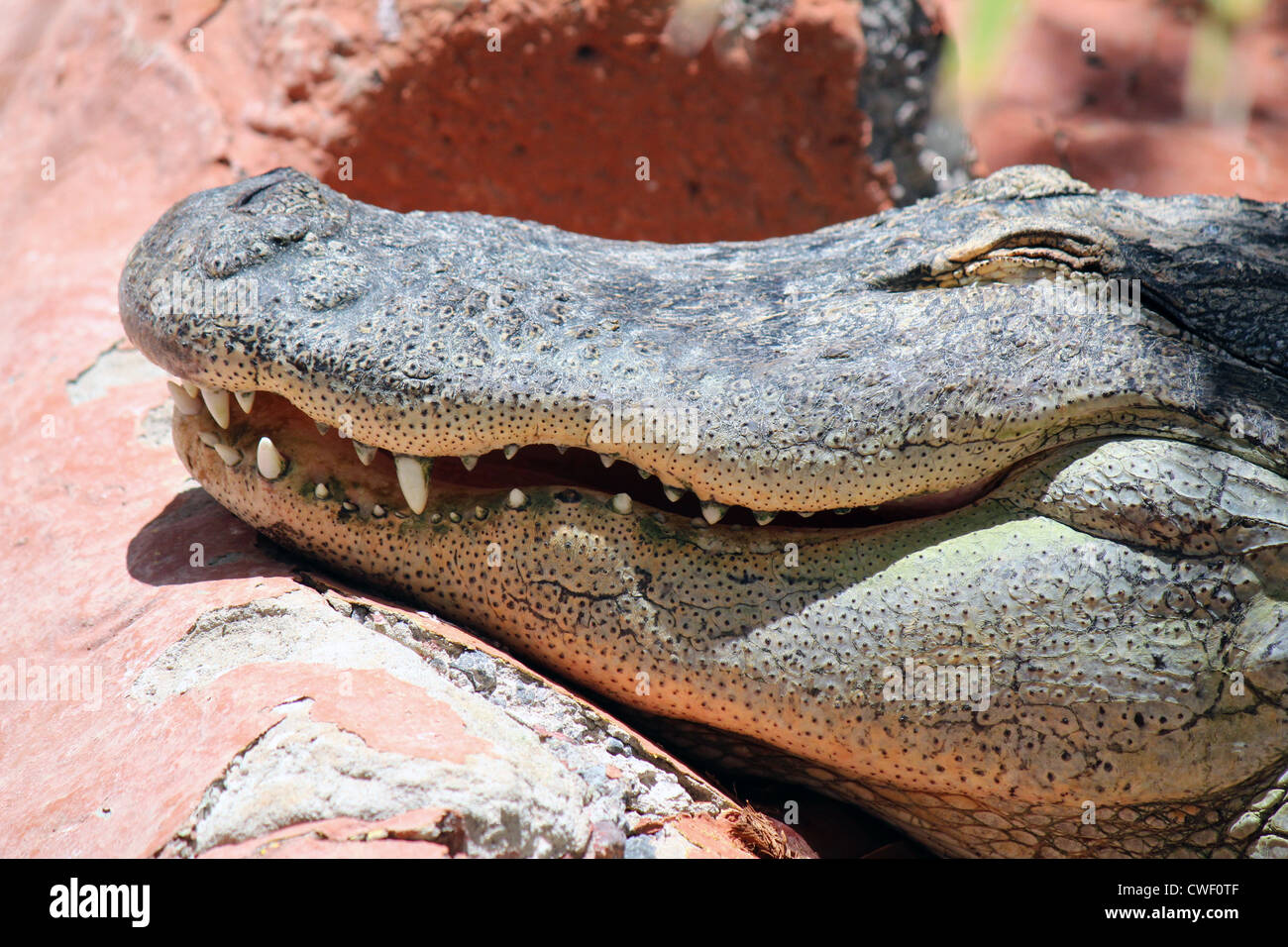 Crocodile; Lizard; Wildlife; Zoo; Rescue Stock Photo - Alamy