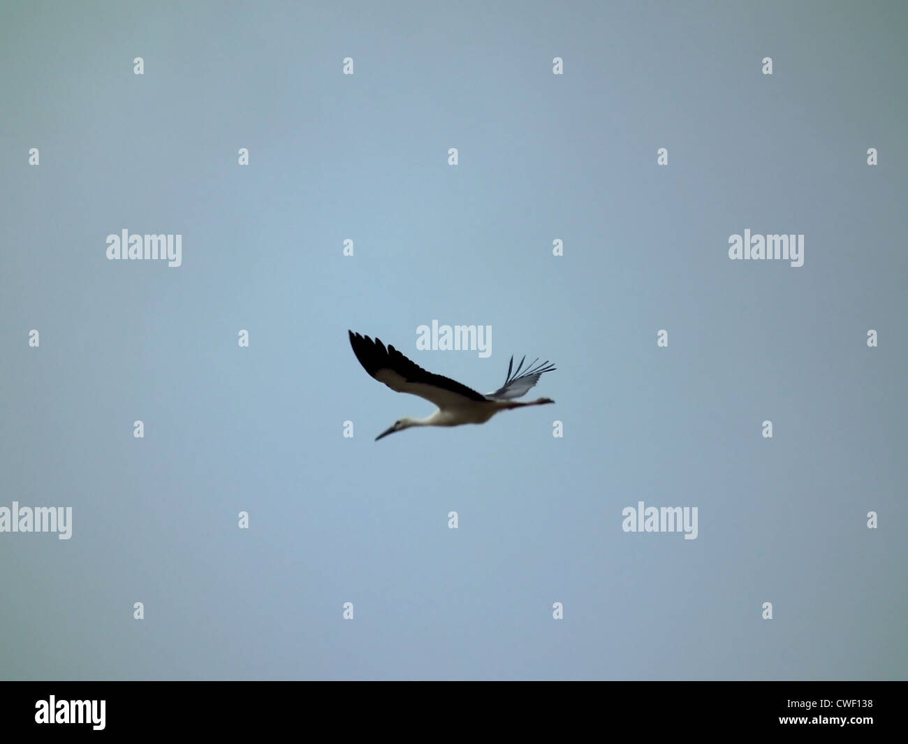 the fly of stork Stock Photo - Alamy
