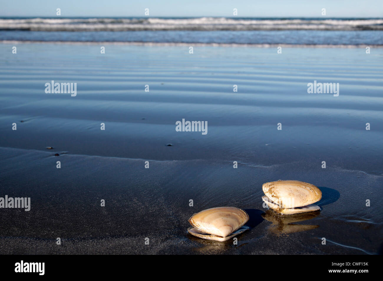 Two sea shells at the beach, Sumner Beach near Christchurch, Canterbury ...