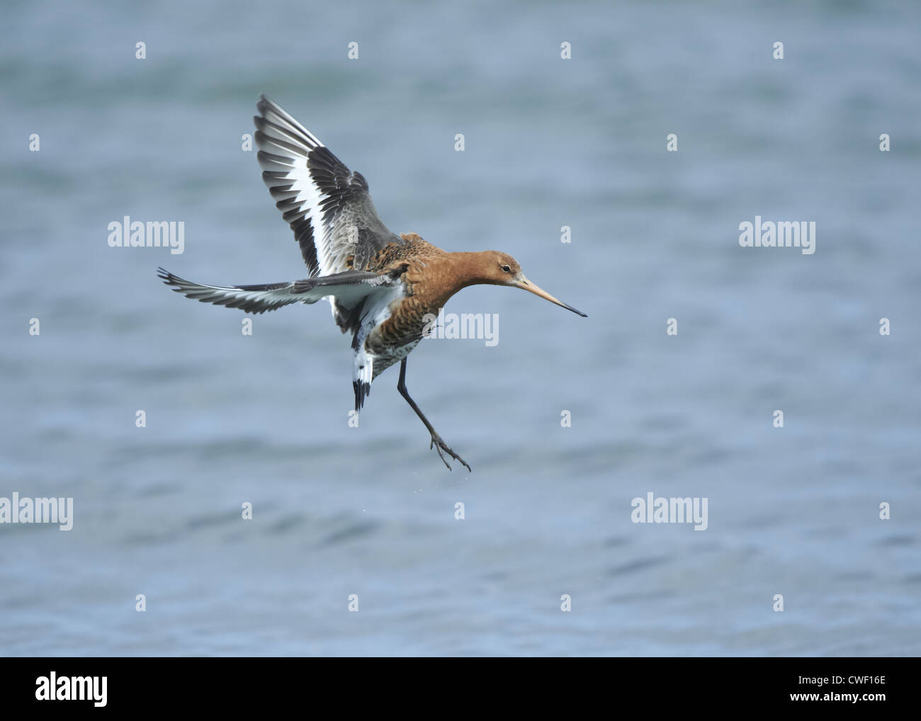 Black-tailed Godwit in flight Stock Photo - Alamy